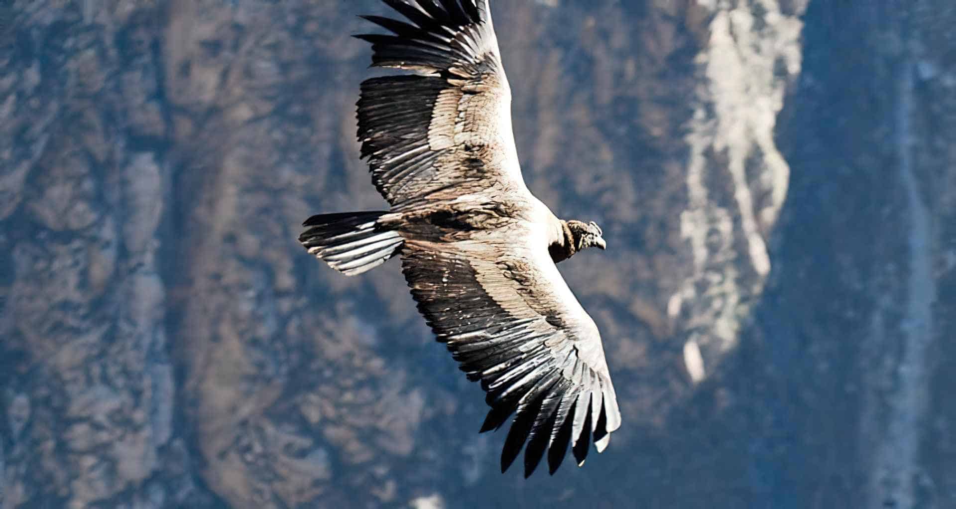 Las Chullpas de Sillustani, a 3.900 metros de altitud