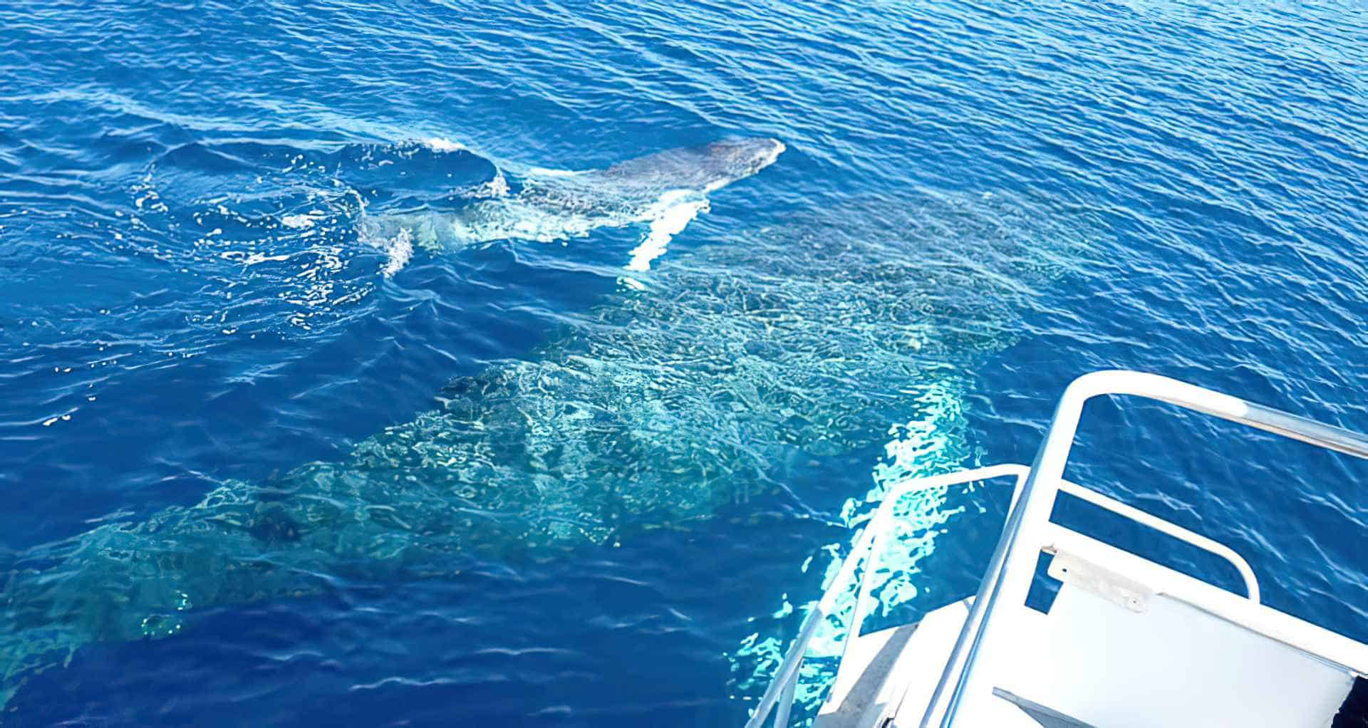 Nadando Con La Ballena