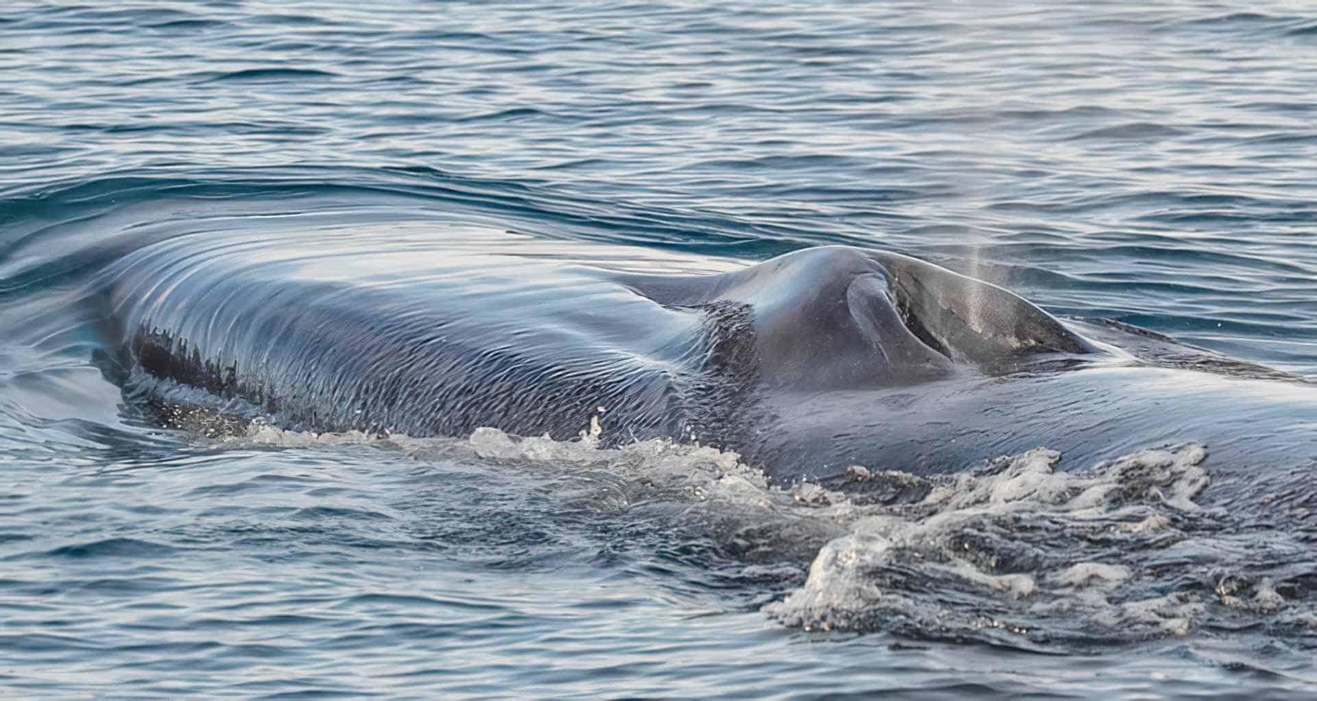 Lo que comen las ballenas ...