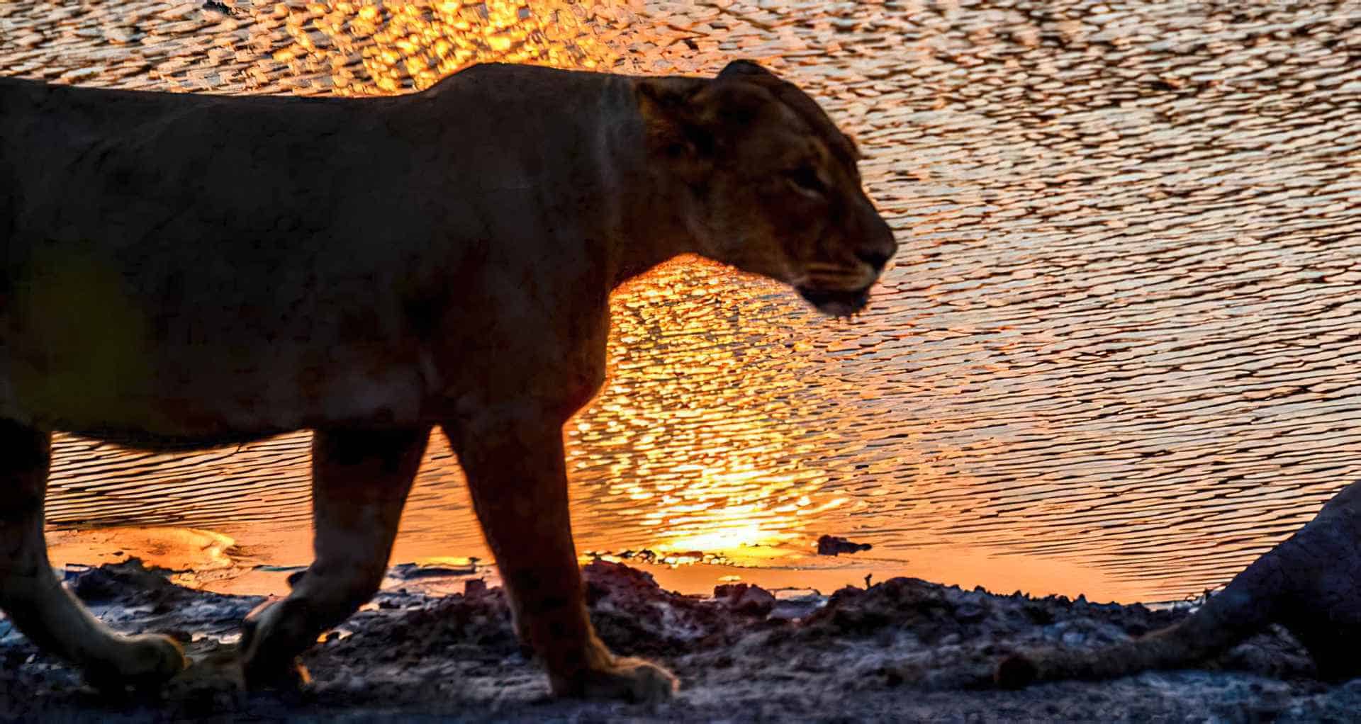 Los leones de Savuti