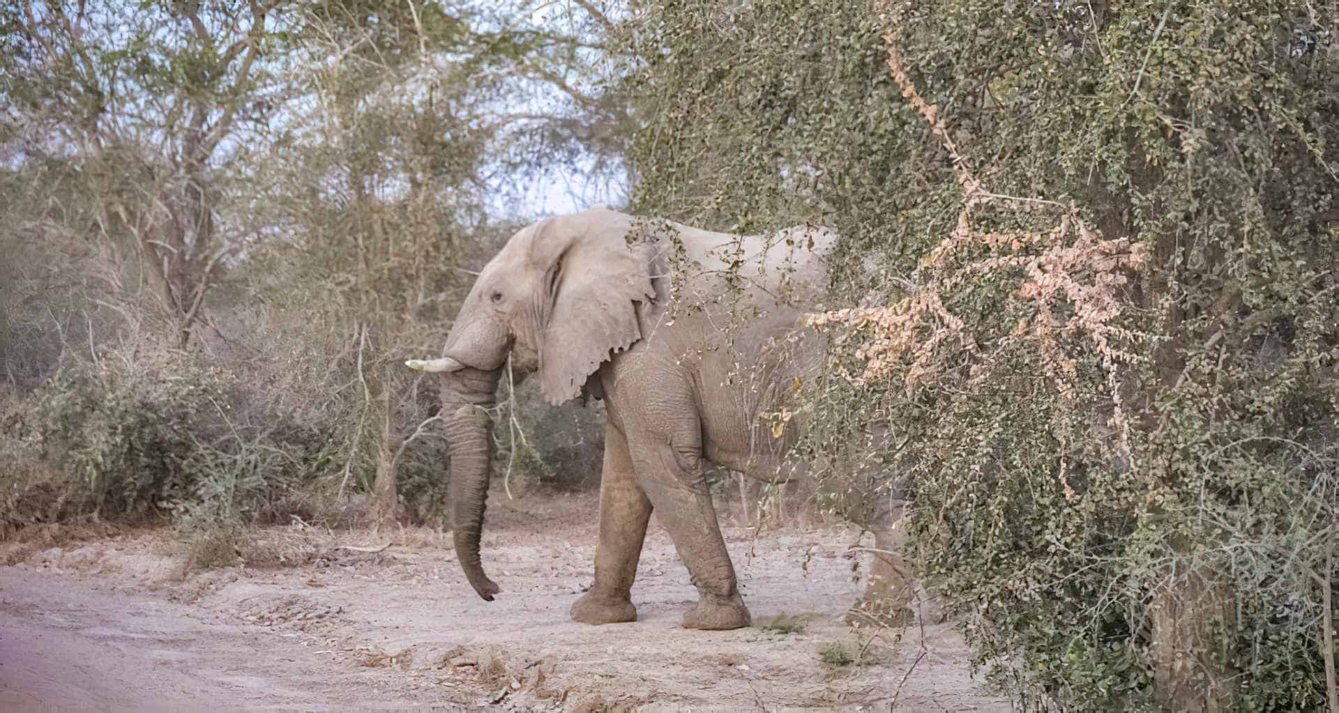 Parque Nacional De Zakouma En Punto De Interés
