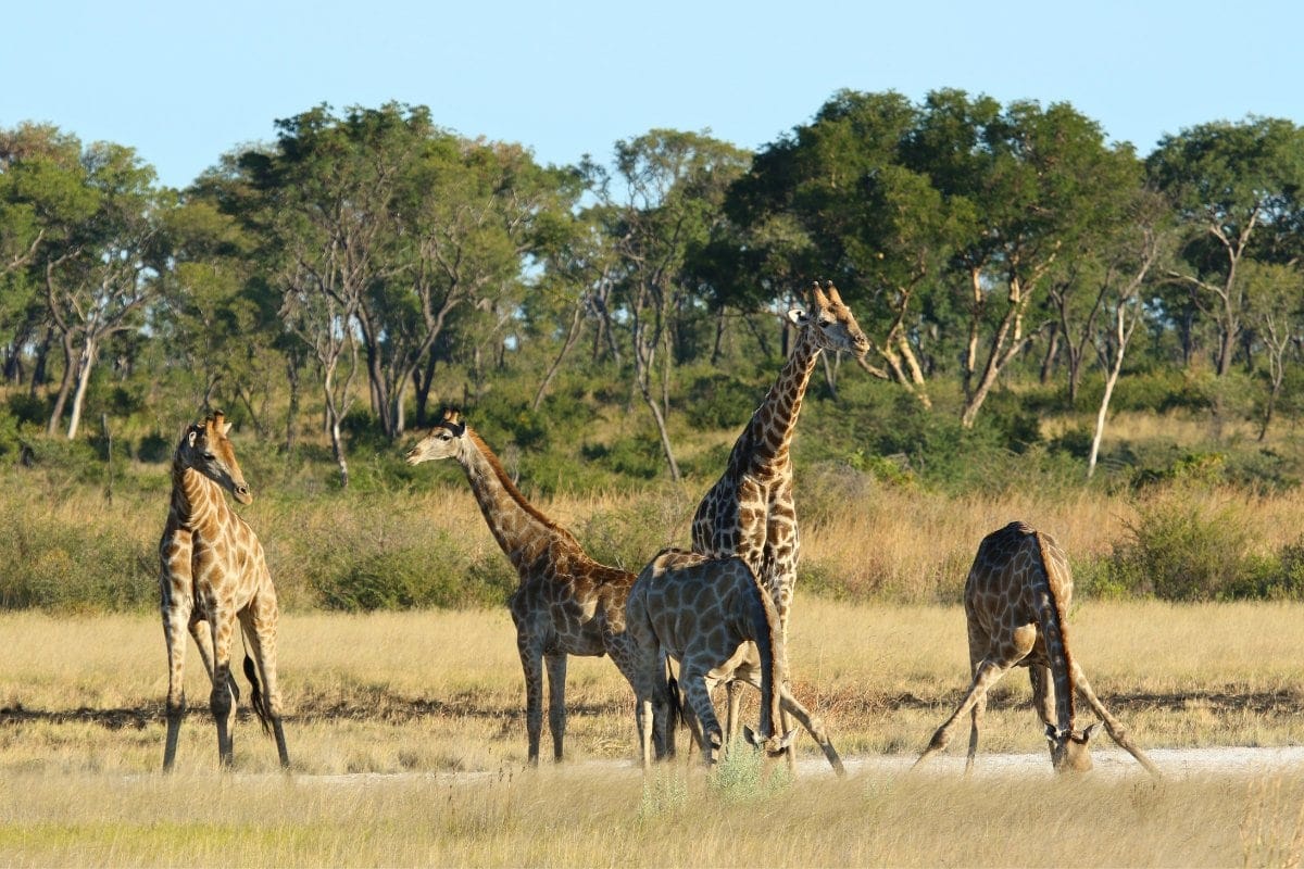 Tsumkwe Lodge, opinión de un ecolodge entre bosquimanos